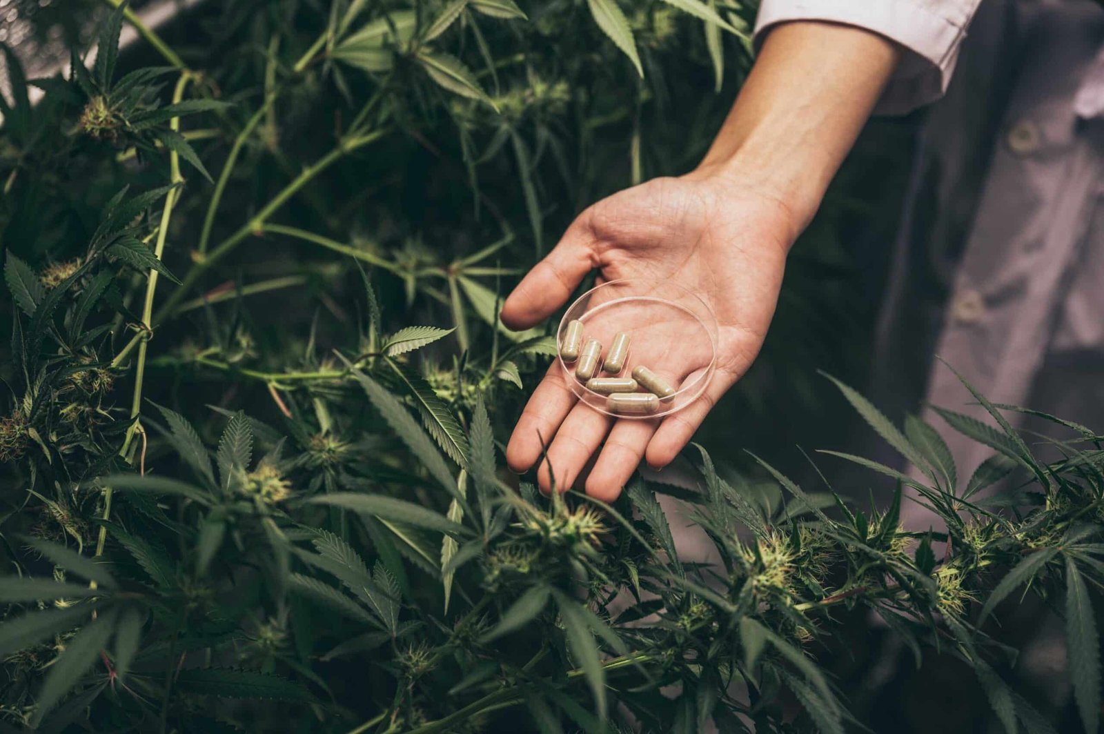Benefits of Hemp for Better Sleep | Pure Standard Extracts